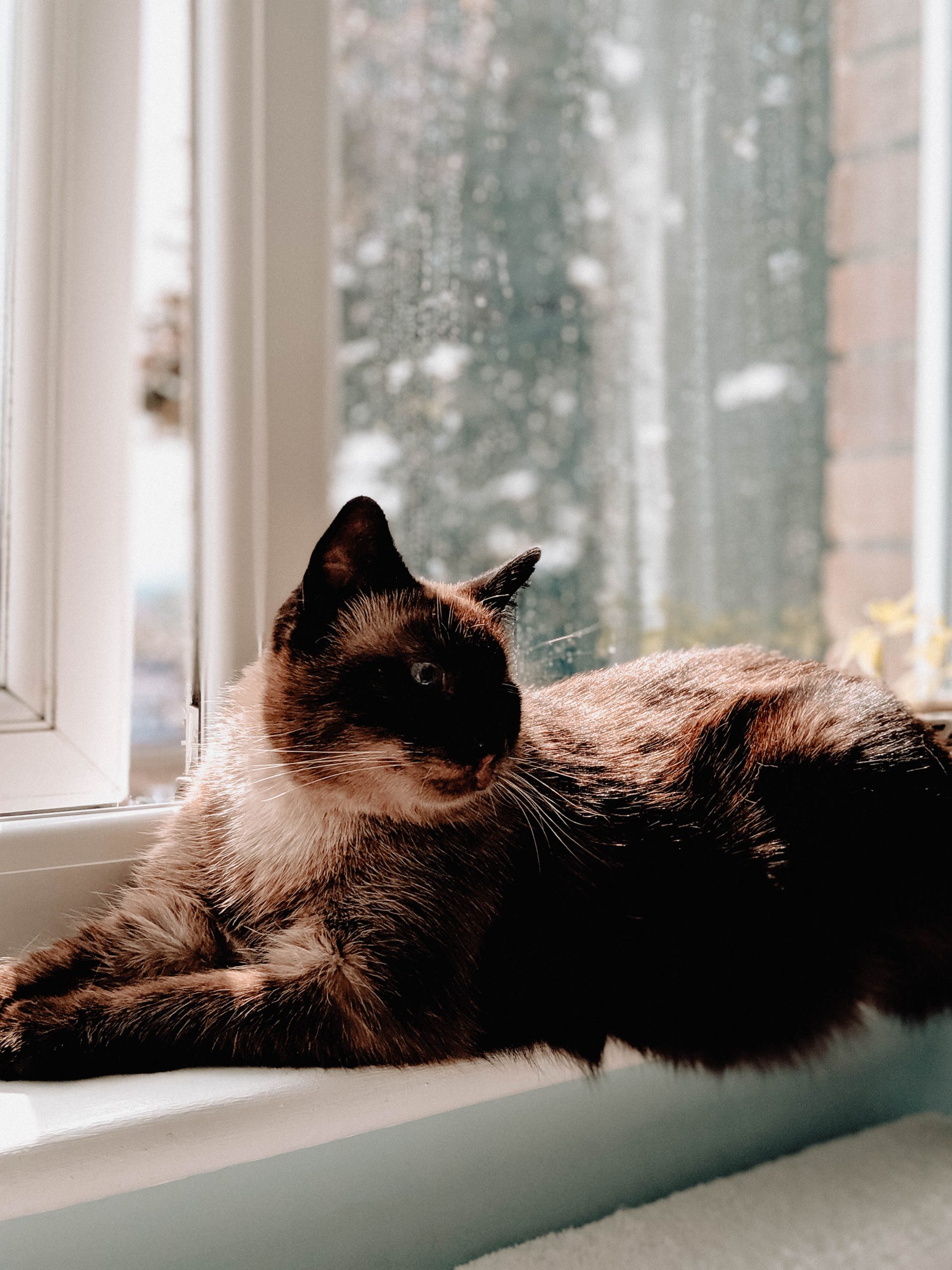 Sundaze 130 · Daisybutter