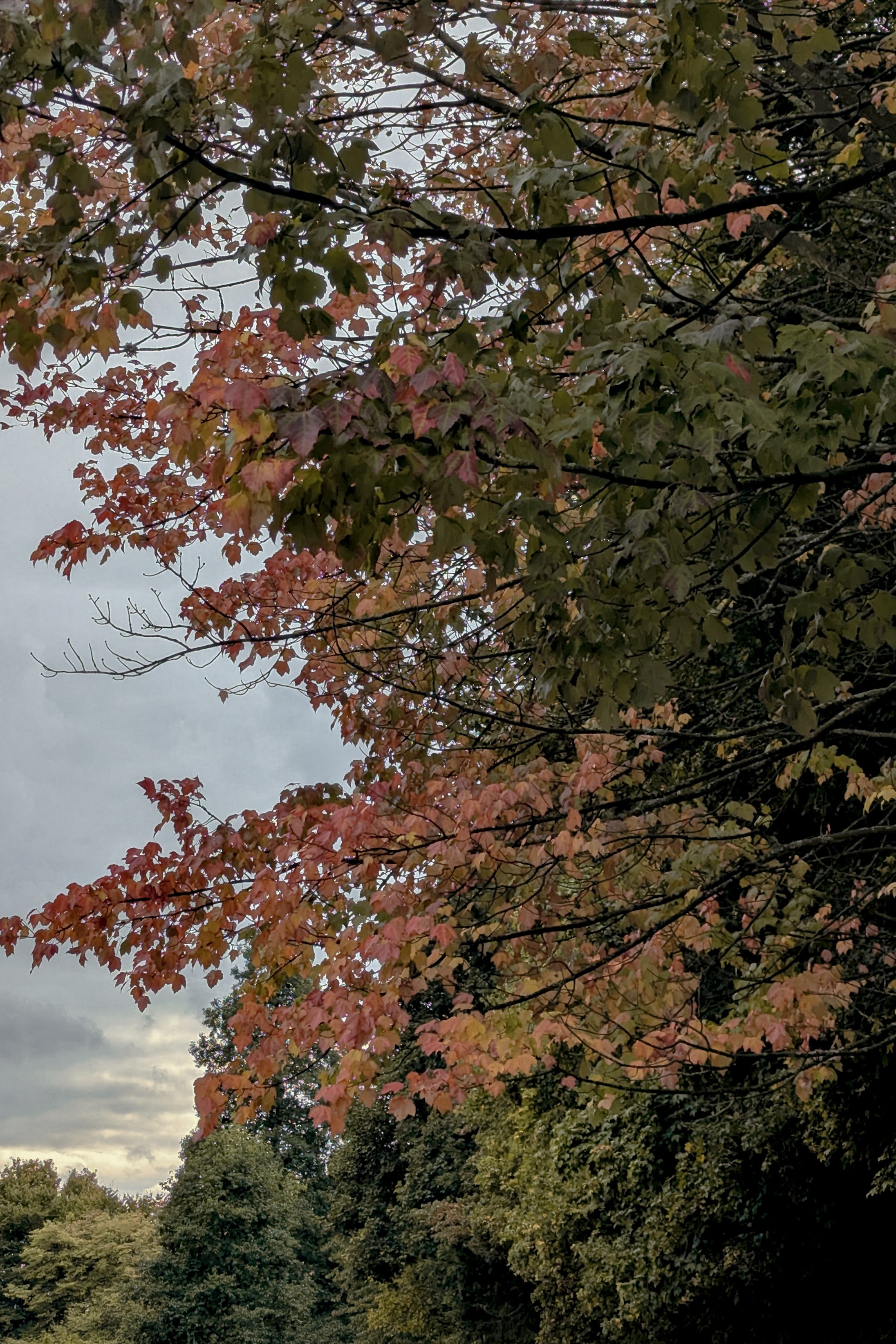 Sundaze 299: A sheepish hello! · Daisybutter